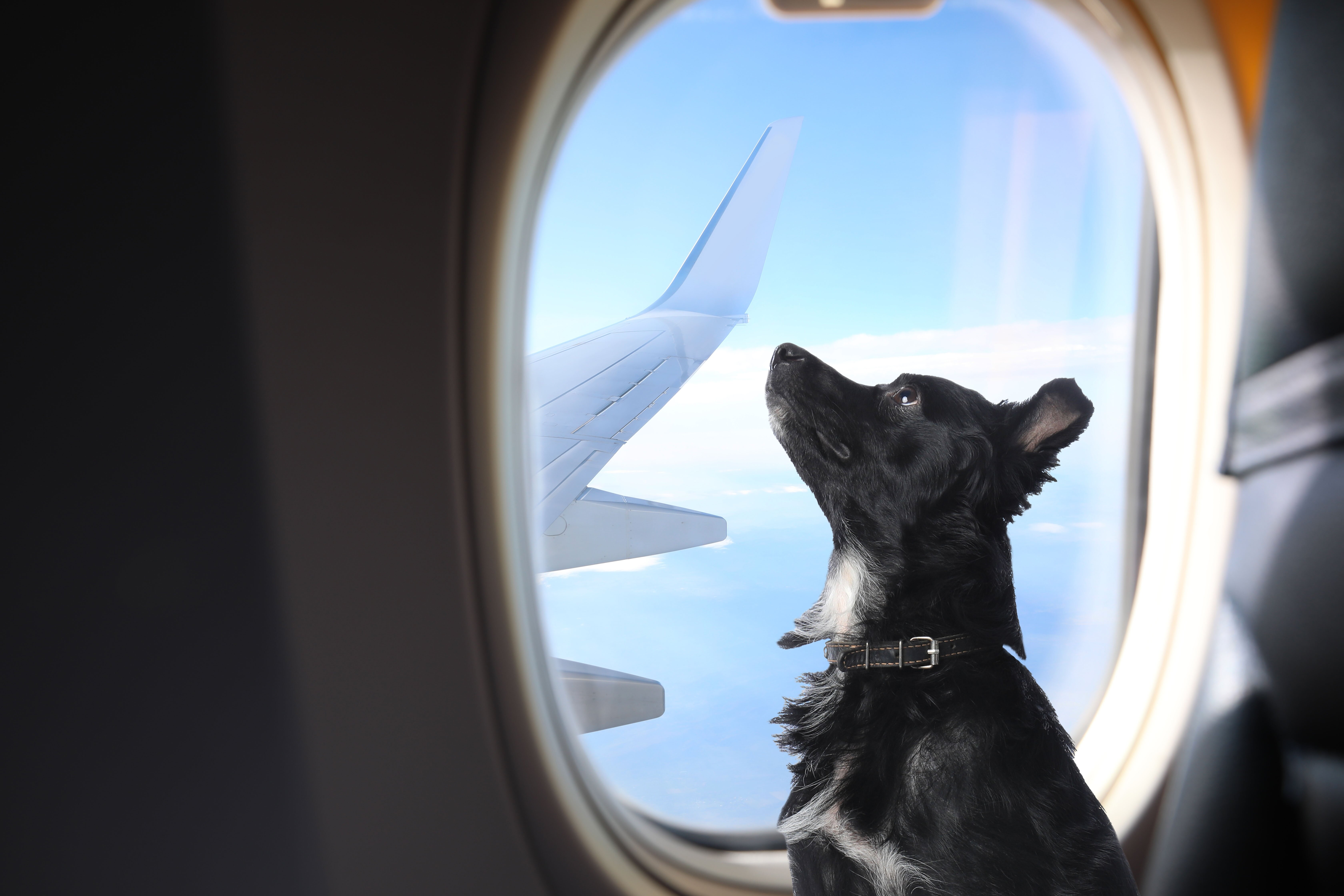 Pueden Los Perros Grandes Volar En Aviones
