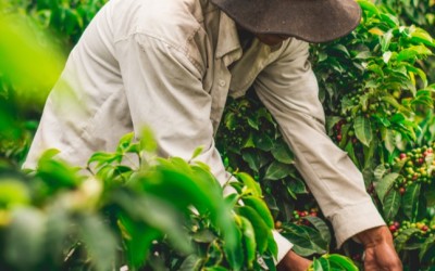 ABN AMRO, Rabobank and BNP Paribas team up to support smallholder ...