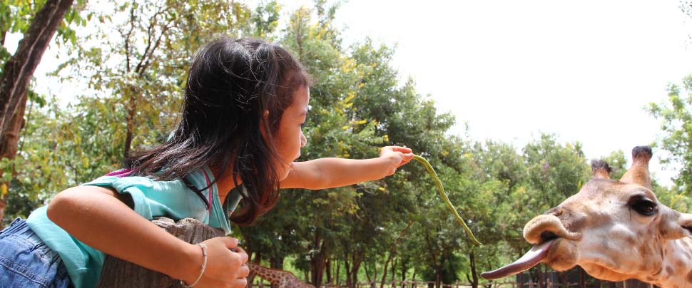 Innovative offering and pricing can benefit zoos | ABN AMRO