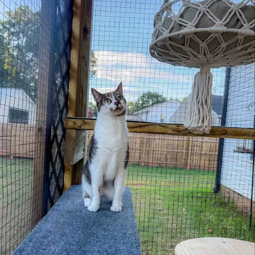 Home To Home Animal Adoption