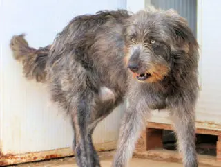 Glossar - SardinienHunde e.V.