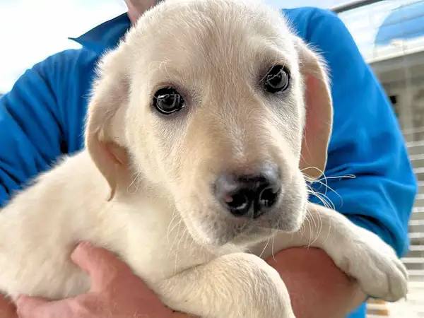 Bereits vermittelte Hunde - SardinienHunde e.V.