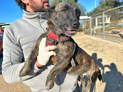 Masha - SardinienHunde e.V.