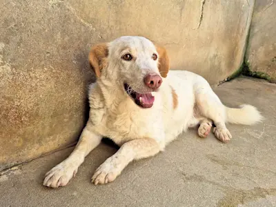 Miko - SardinienHunde e.V.