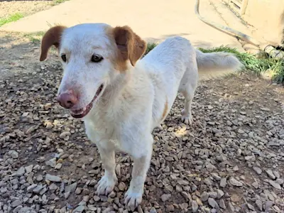 Miko - SardinienHunde e.V.