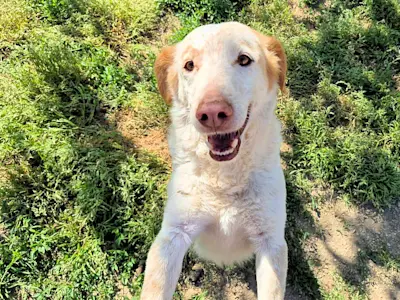 Miko - SardinienHunde e.V.