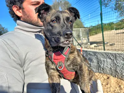 Masha - SardinienHunde e.V.