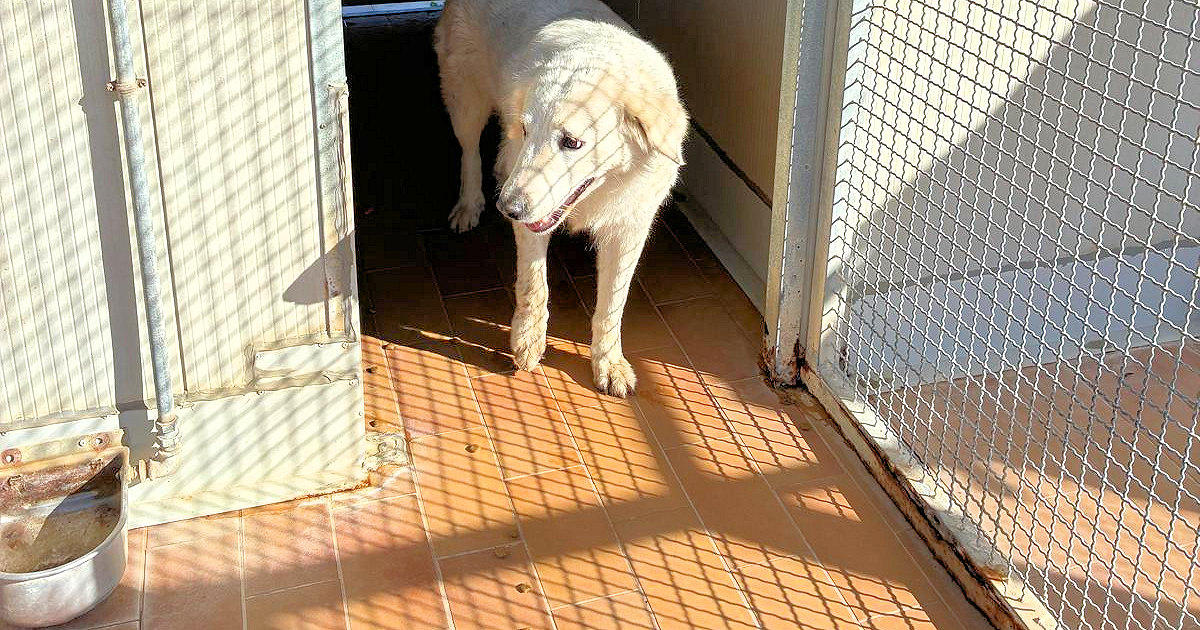 Asia Bianca - SardinienHunde e.V.