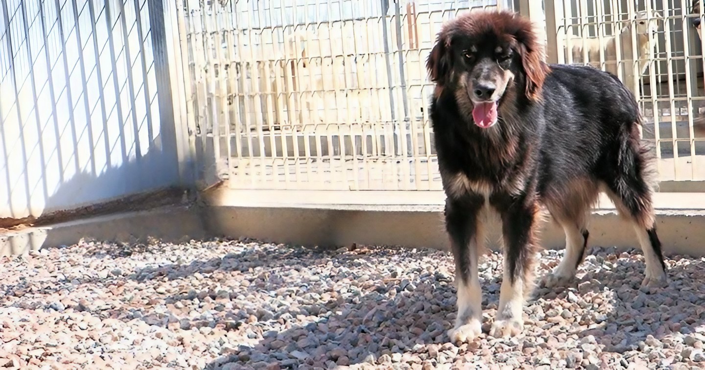 Fari - SardinienHunde e.V.