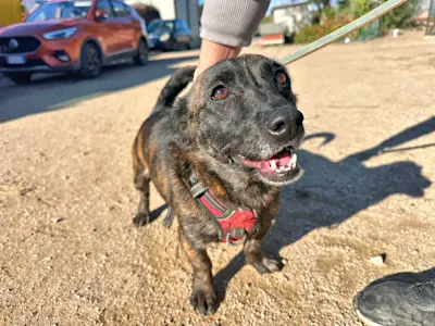 Masha - SardinienHunde e.V.