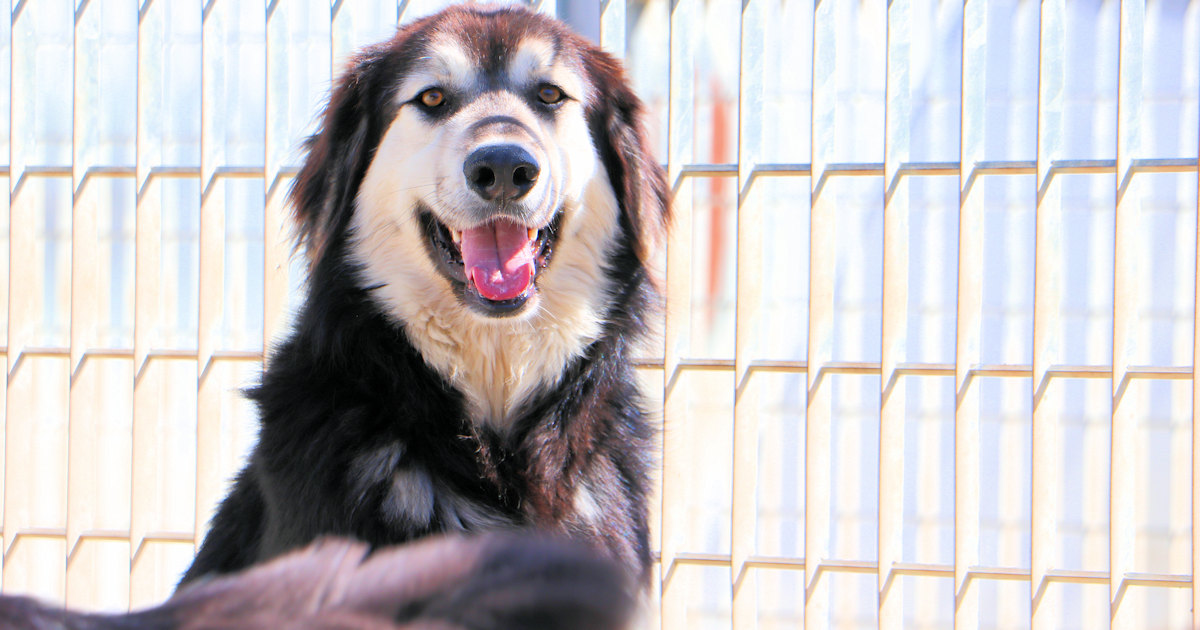 Fidel - SardinienHunde e.V.