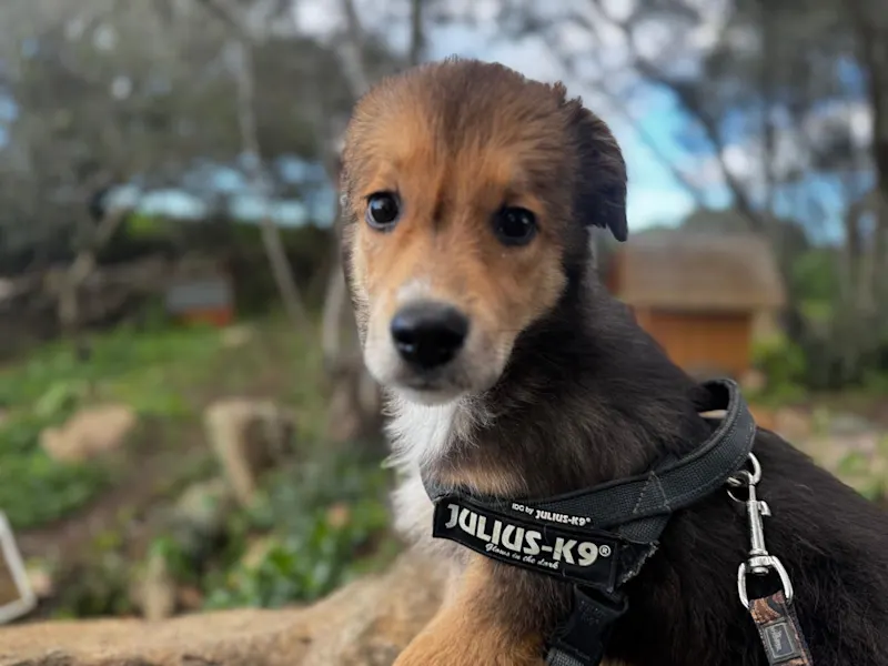 Unsere Neuzugänge: Bald in der Vermittlung! - SardinienHunde e.V.