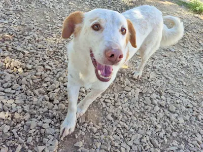 Miko - SardinienHunde e.V.