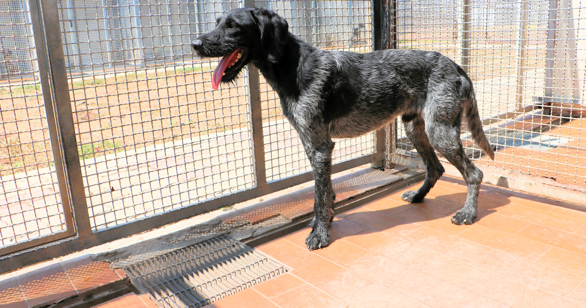 Spino Nero - SardinienHunde e.V.