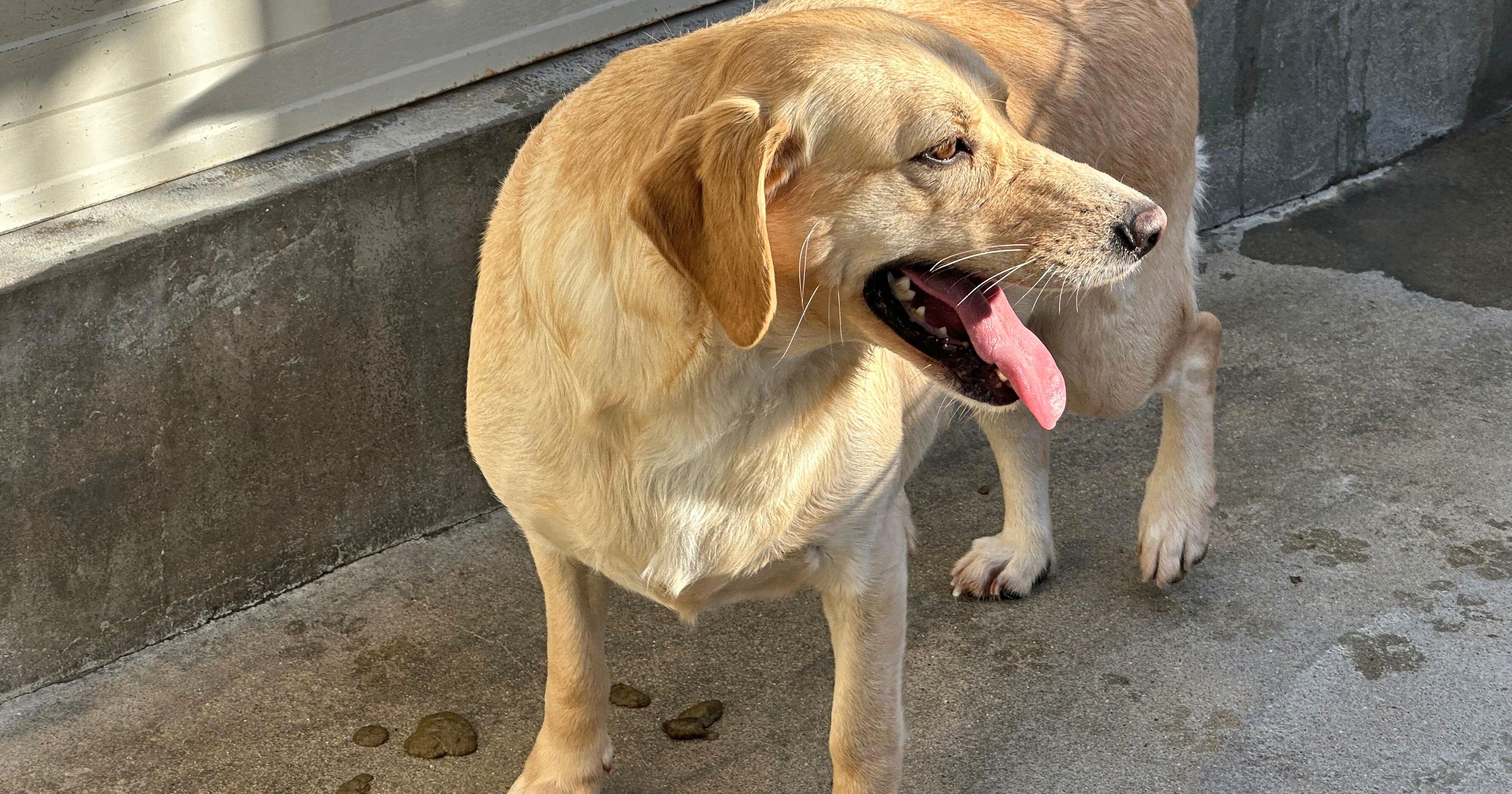 Nina Sofie - SardinienHunde e.V.