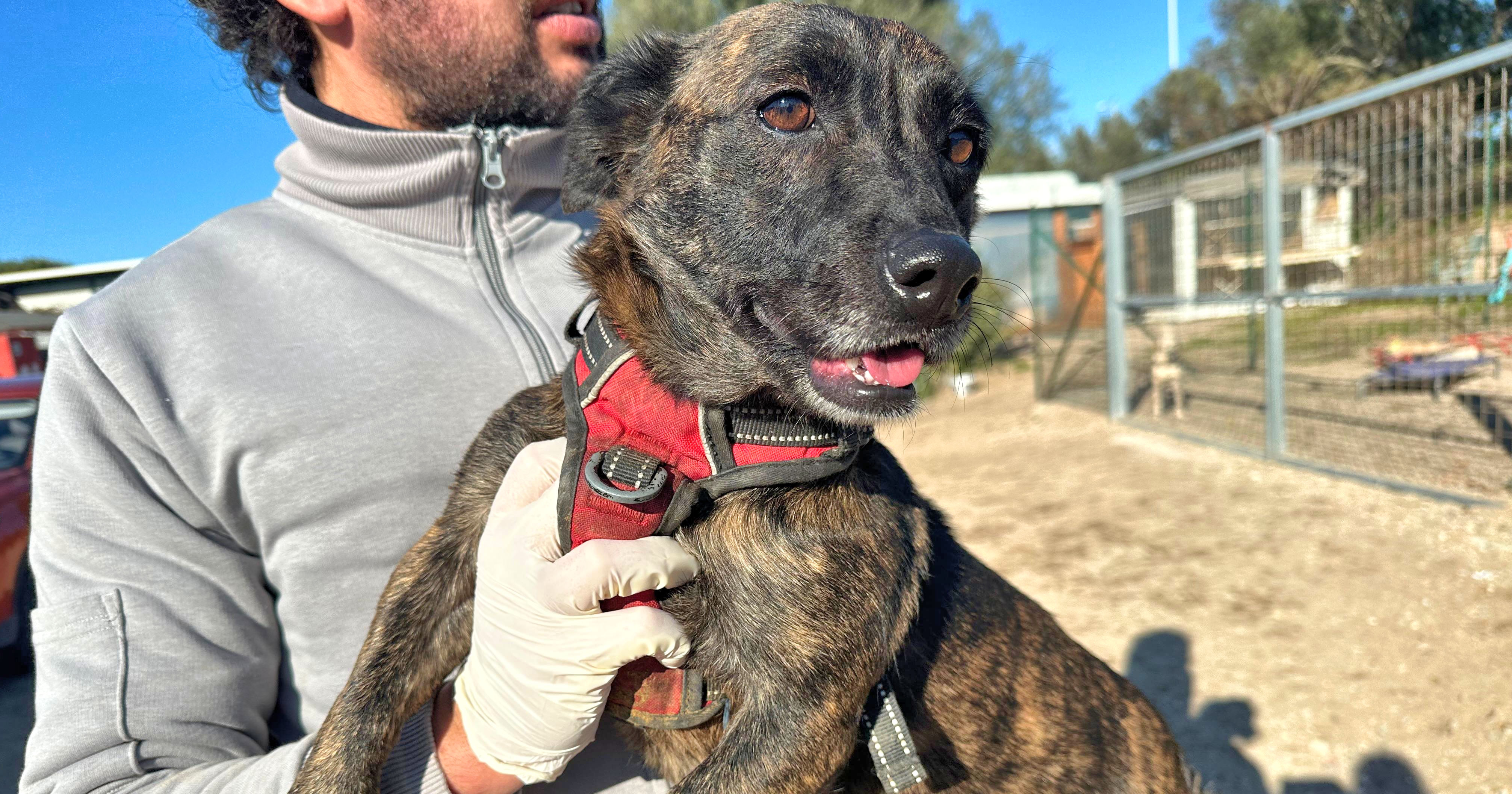 Masha - SardinienHunde e.V.