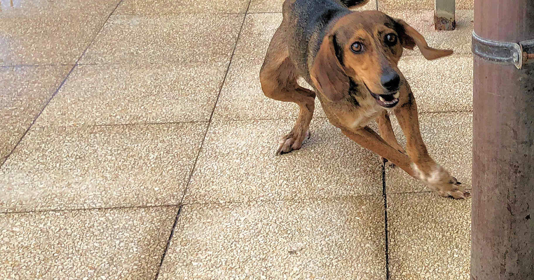 Paoletta - SardinienHunde e.V.