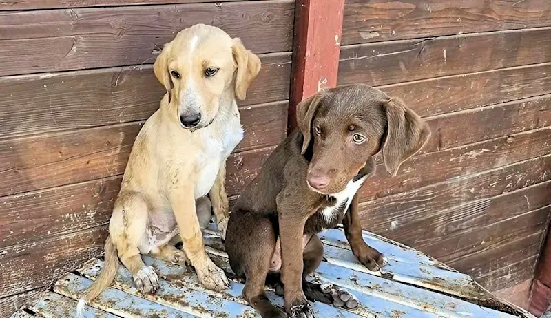 Unsere Neuzugänge: Bald in der Vermittlung! - SardinienHunde e.V.