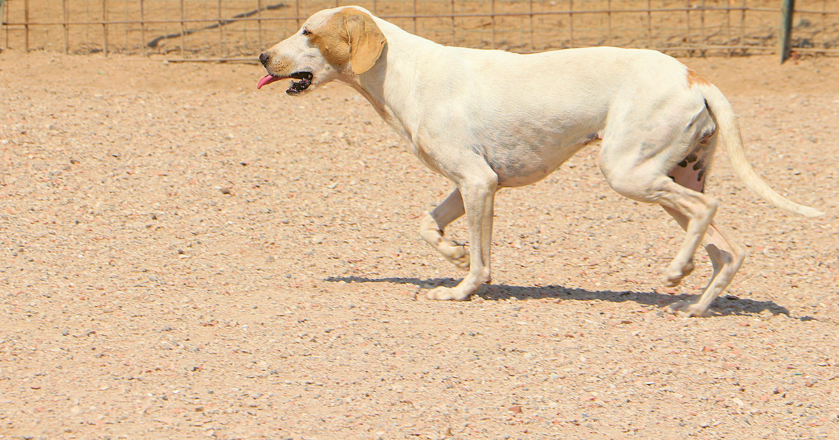 Fiona Marie - SardinienHunde e.V.
