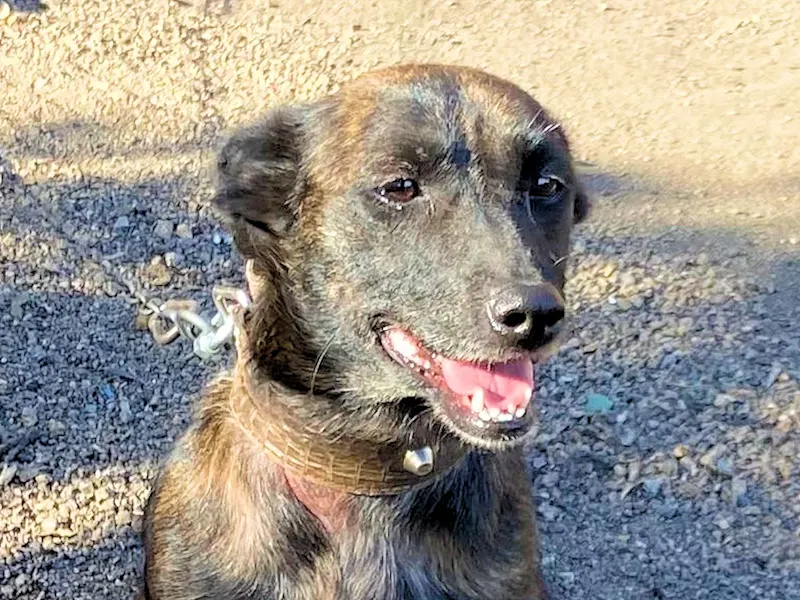 Unsere Neuzugänge: Bald in der Vermittlung! - SardinienHunde e.V.