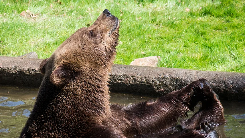 Skånes Djurpark – en dejlig familieudflugt - Øresundsbron