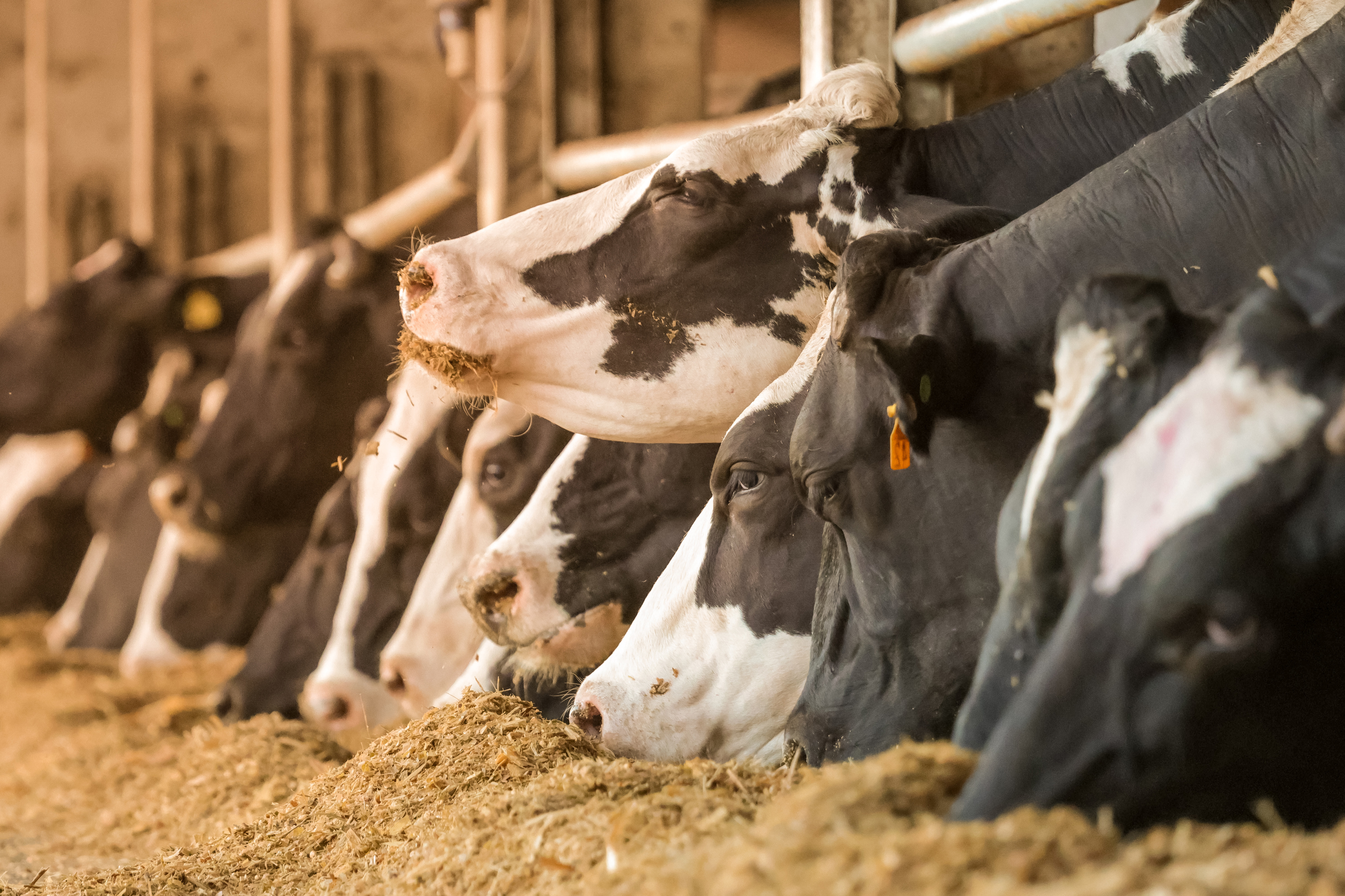Avian Flu Has Spread to Cattle in Nine States; Risk to Humans Low