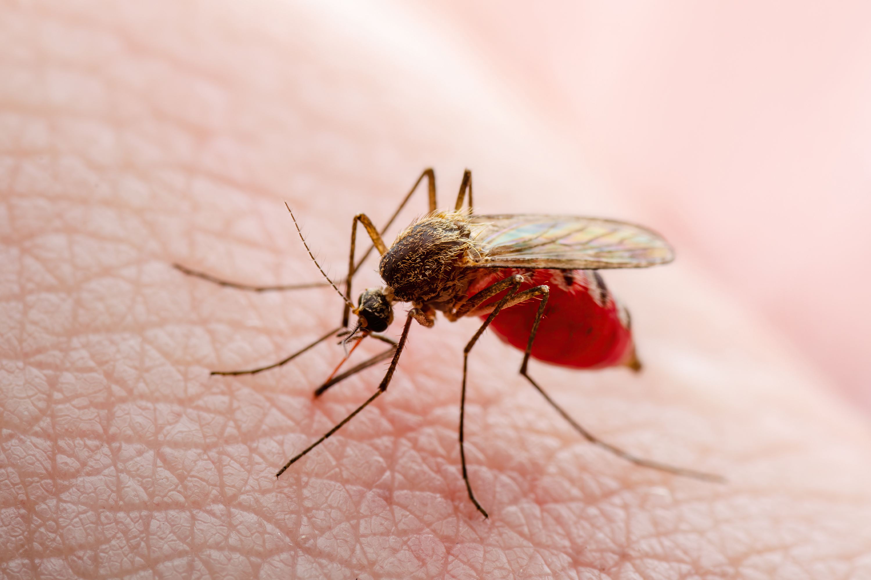 CDC Issues Health Alert Update on Dengue