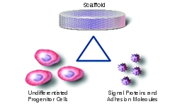 Platelet Rich Plasma (PRP) Matrix Grafts