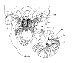 Hamular Process Bursitis