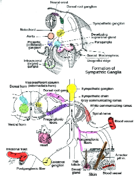 Application of Spinal Segmental Physiology to Evaluating Chronic Pain