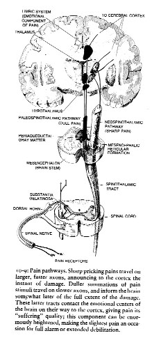 A Conceptual Model of Pain