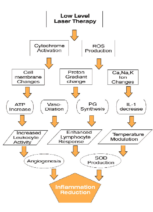 Laser-Accelerated Inflammation/Pain Reduction and Healing