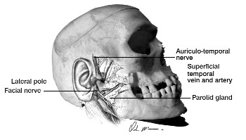 Temporomandibular Joint Referred Pain