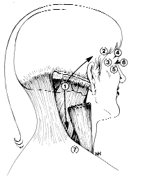 Splenius Capitis Muscle Syndrome