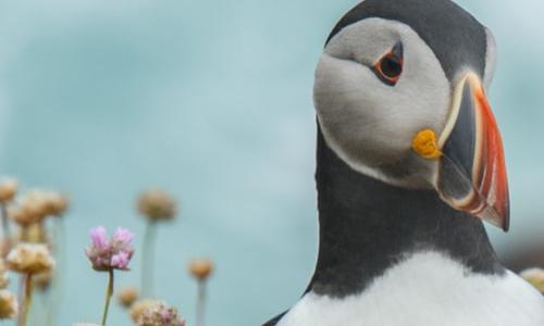 Image Processing in Python with Pillow