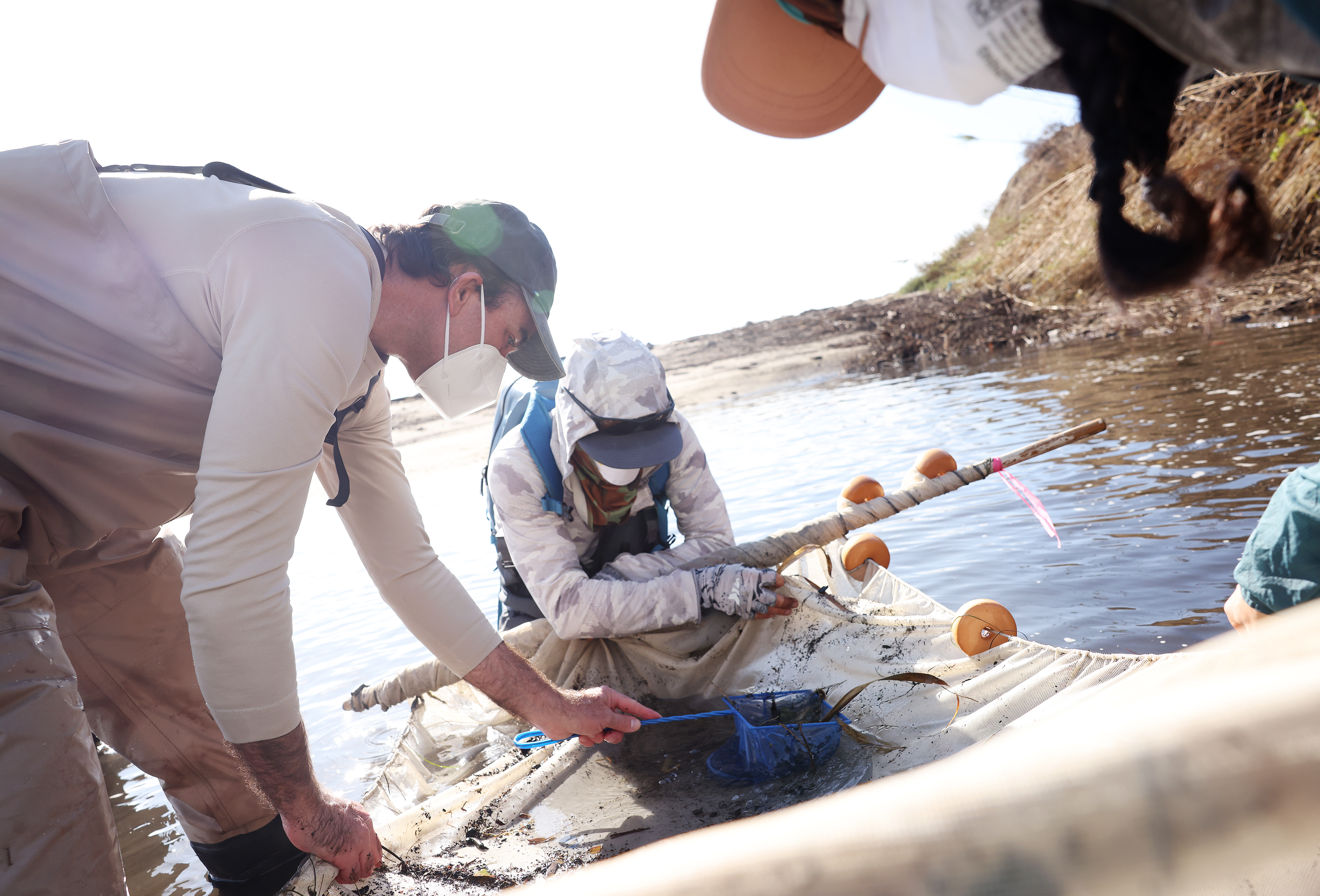 How steelhead trout in the Santa Monica Mountains… | KCRW