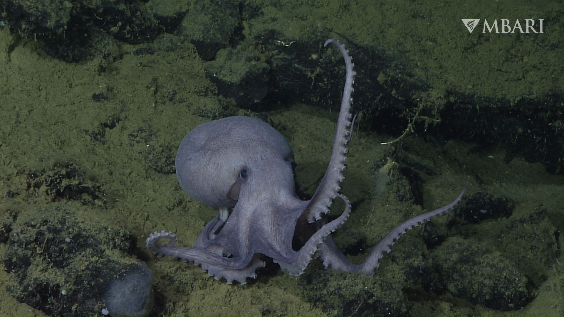 CA octopus garden: Warm-water haven for nesting… | KCRW