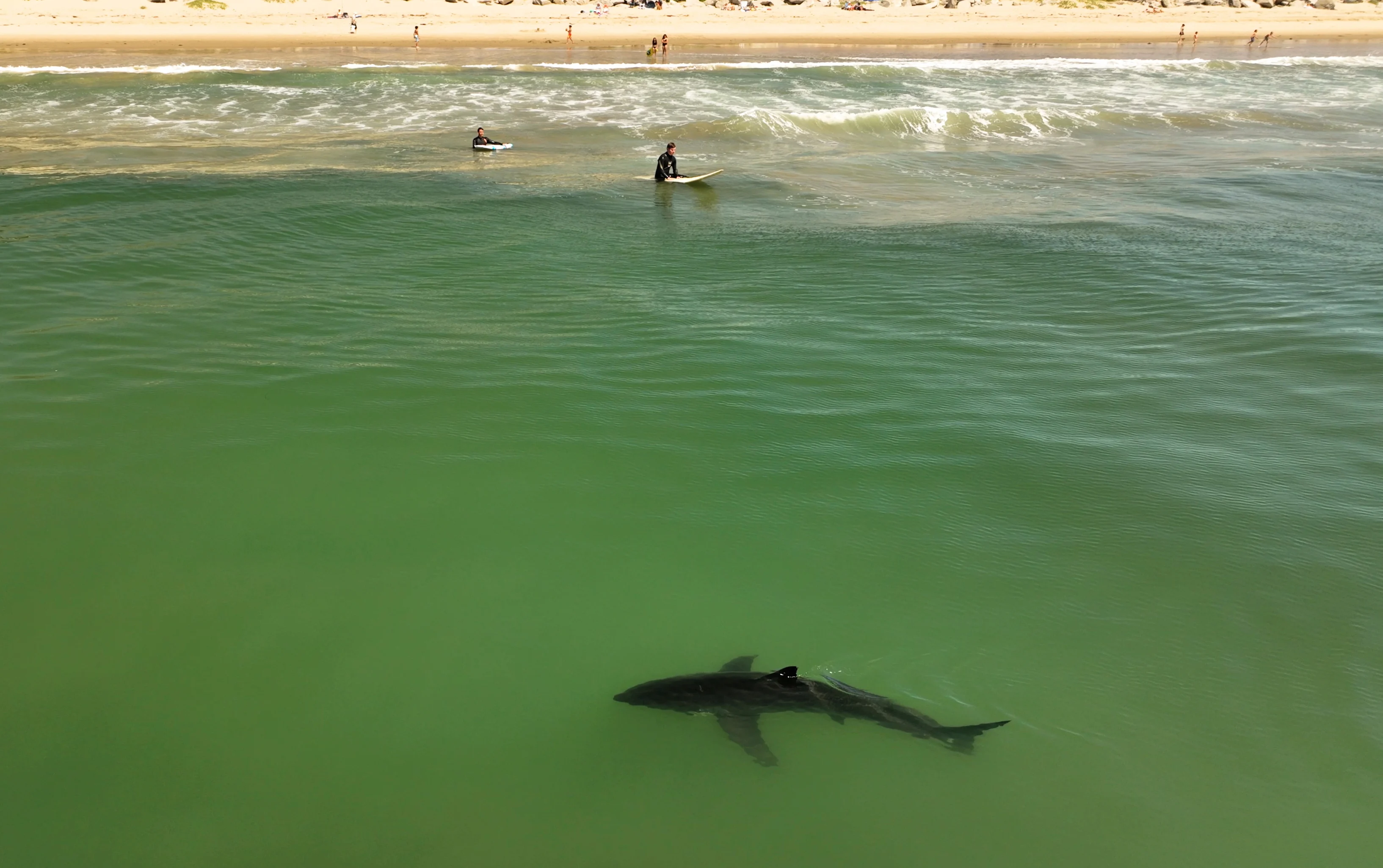great white sharks santa monica