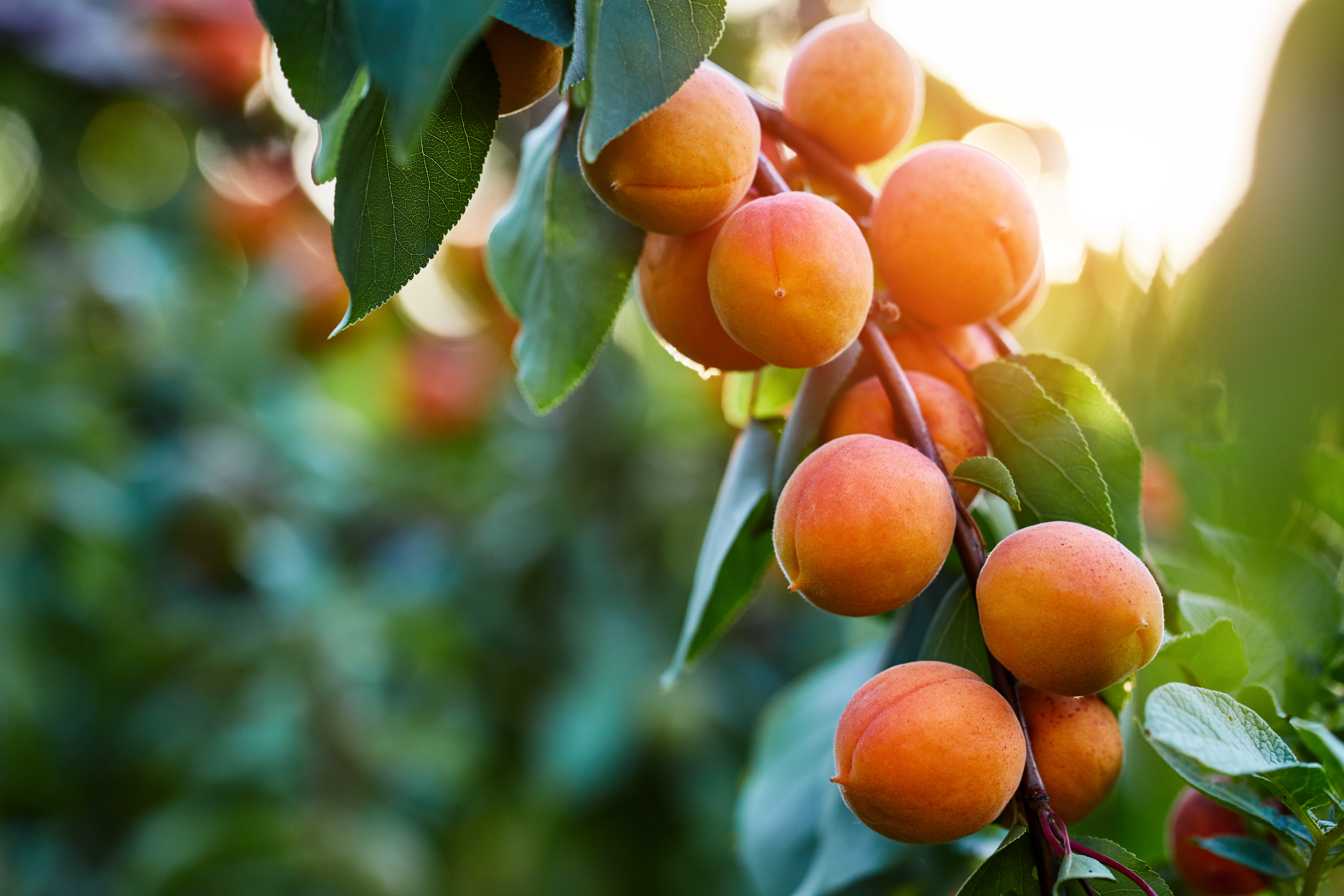 Overripe, running, tart: Fickle fruit | Good Food | KCRW