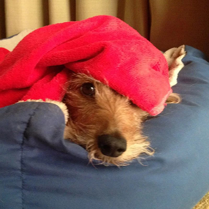 About Us | Goji Geotainment