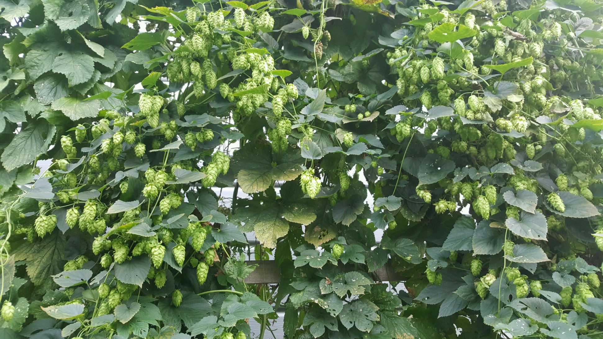 Eclipse Brewing | Gallery