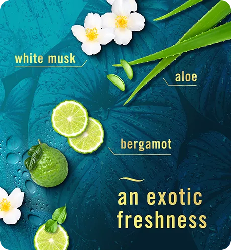 Rainforest Scent | Febreze PLUG