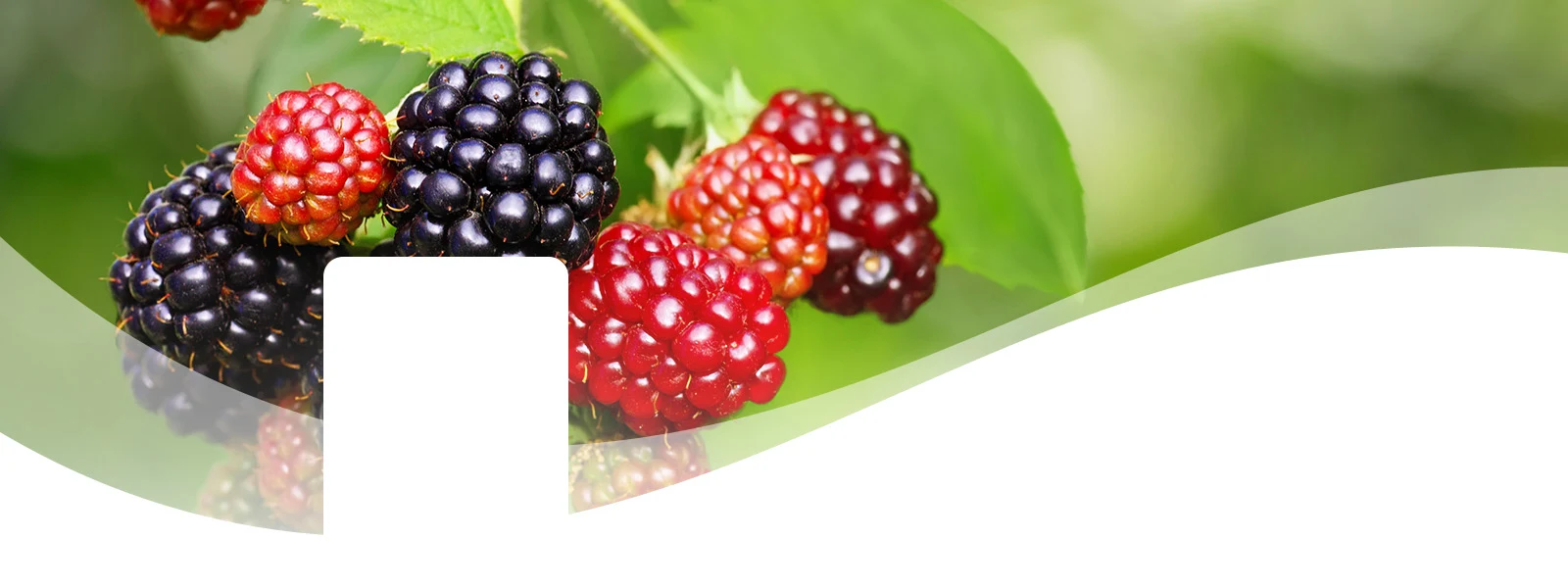 Summer Berry Picking PLUG Air Freshener | Febreze