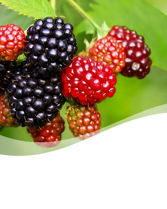 Summer Berry Picking PLUG Air Freshener | Febreze