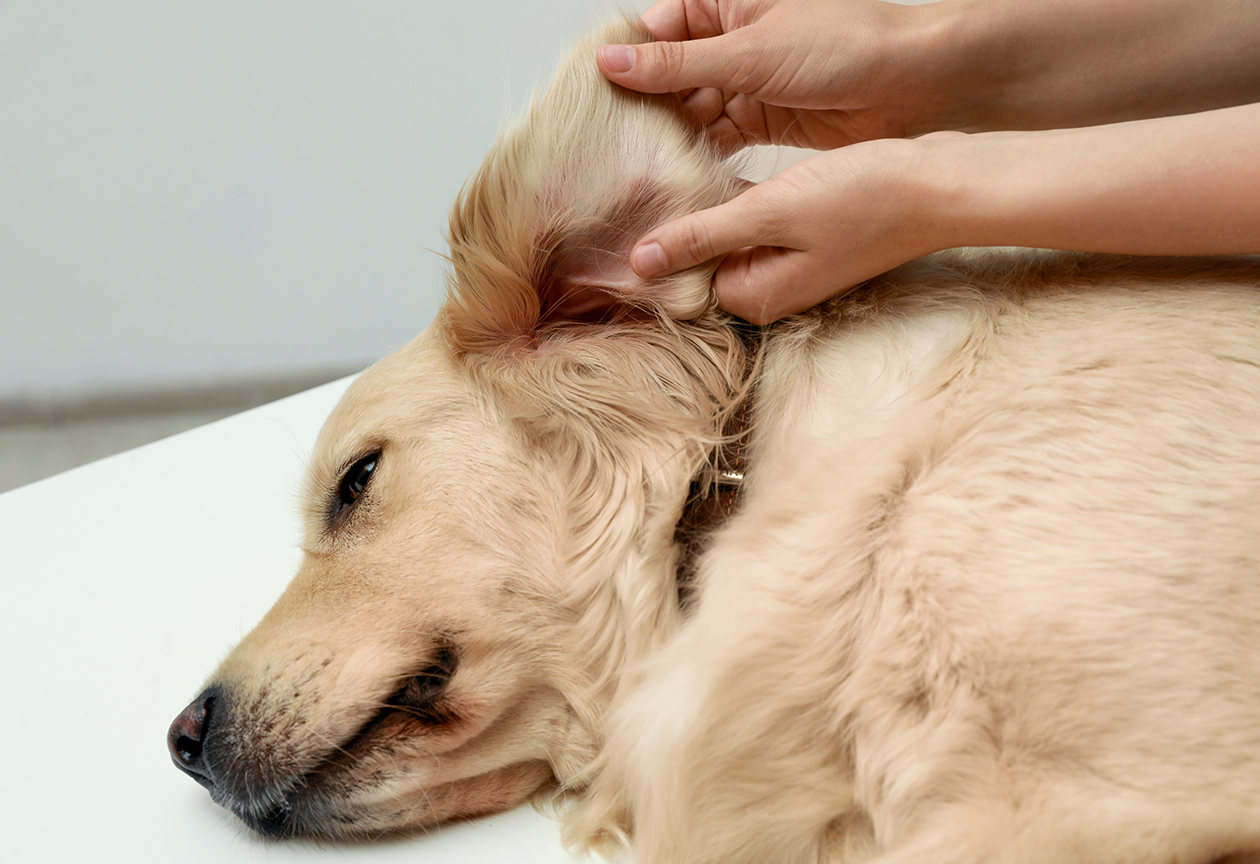 Tannstell hos hund - Apotek 1