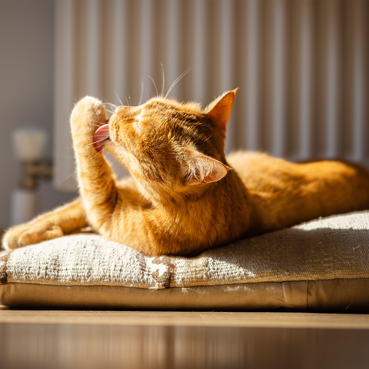 Stell av hud og pels hos katt - Apotek 1