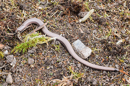 Hoggormbitt - Apotek 1