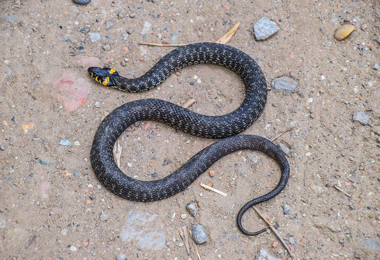 Hoggormbitt - Apotek 1