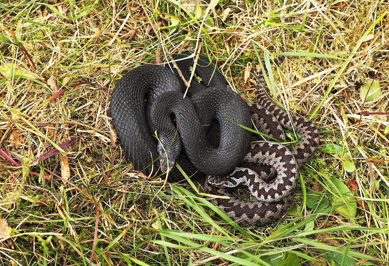 Hoggormbitt - Apotek 1