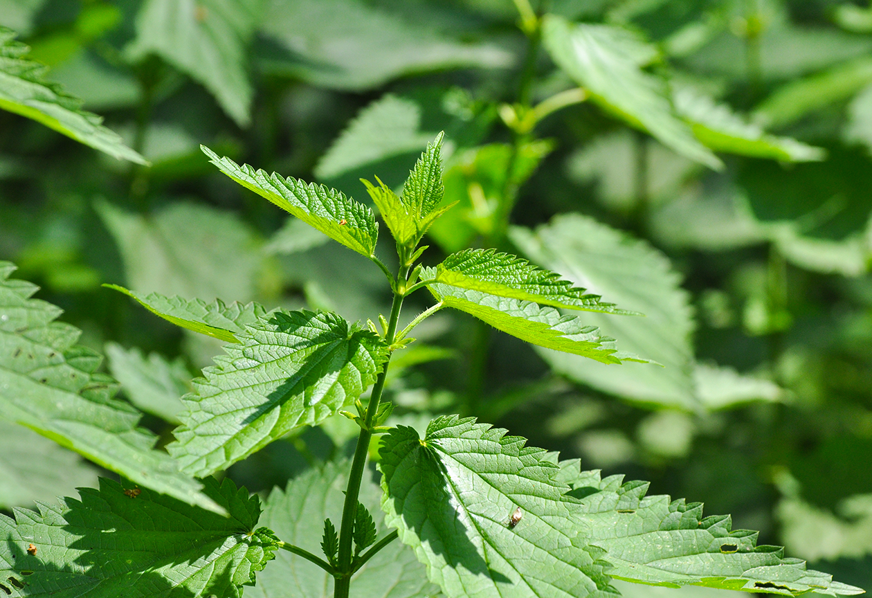 Brannsår - Apotek 1